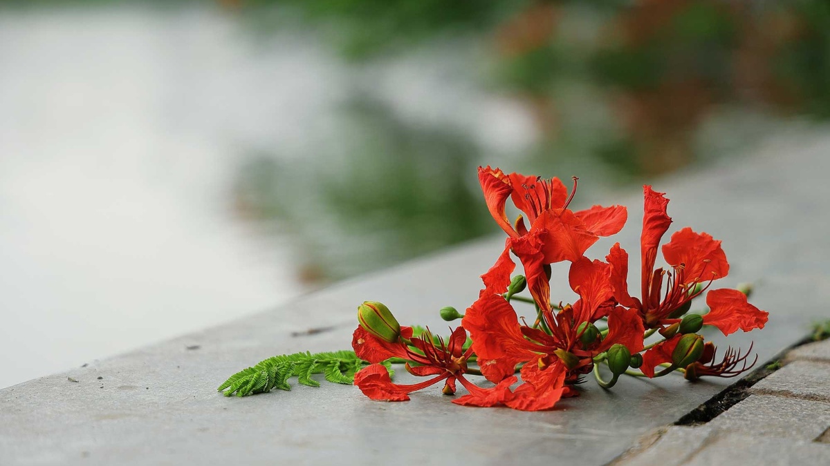 Tổng hợp 50+ hình ảnh hoa phượng đẹp gắn liền với mùa hè